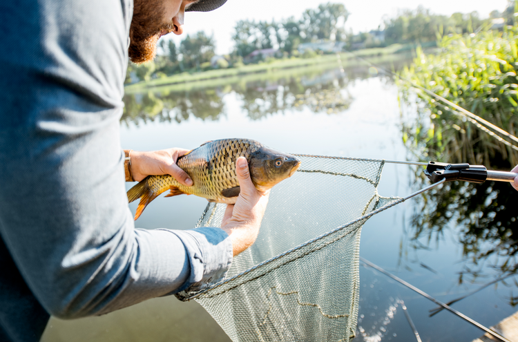 Introduire des poissons dans un étang naturel : bonnes pratiques et er ...